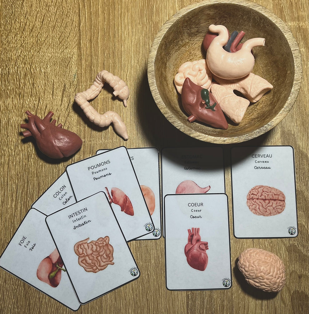 Notre atelier - "Les organes du corps humain" – Maitresse-sarah-rb